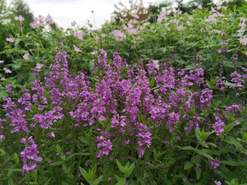 Veronica ‘Ellen Mae’ - Gėlių Dvarelis