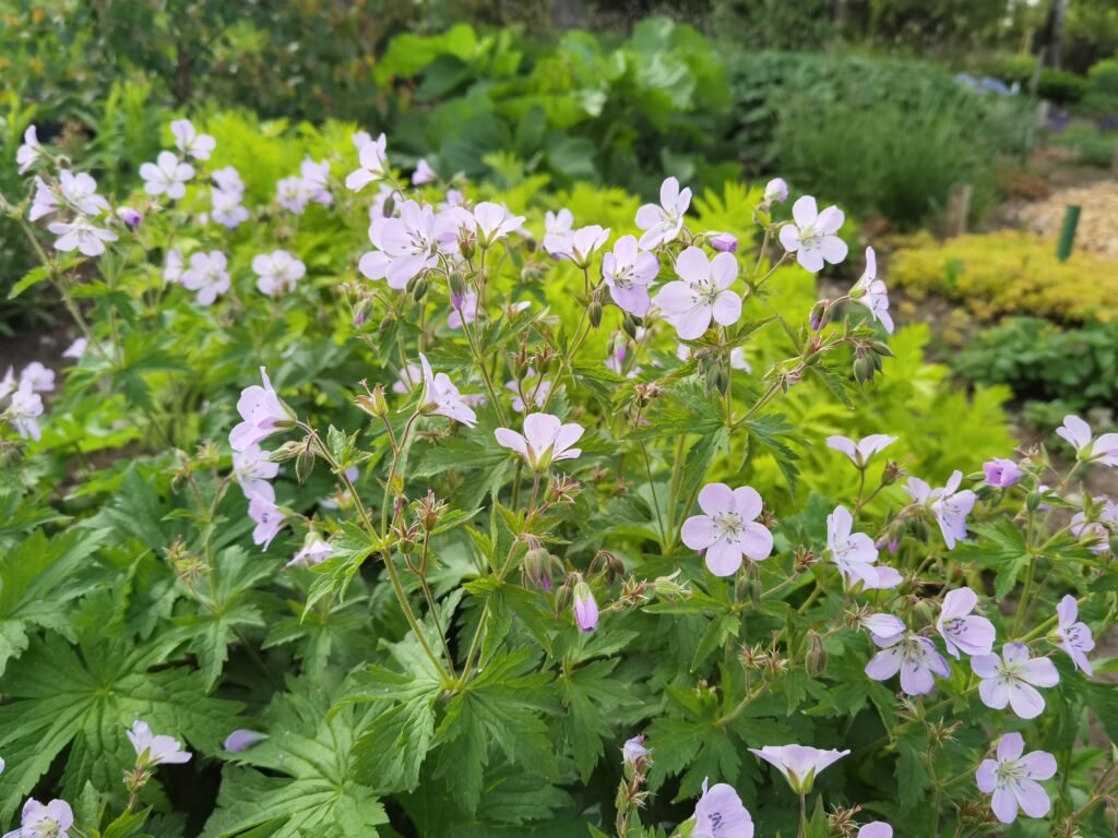 Geranium 'Ice Blue' - Gėlių Dvarelis