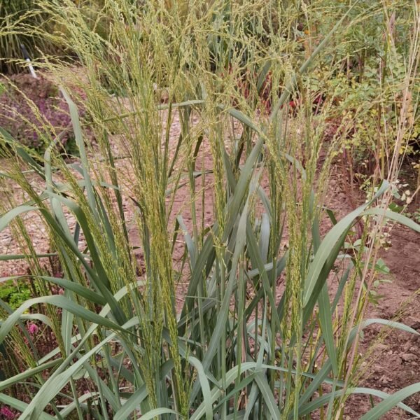 Panicum amarum 'Dewey Blue' - Gėlių Dvarelis