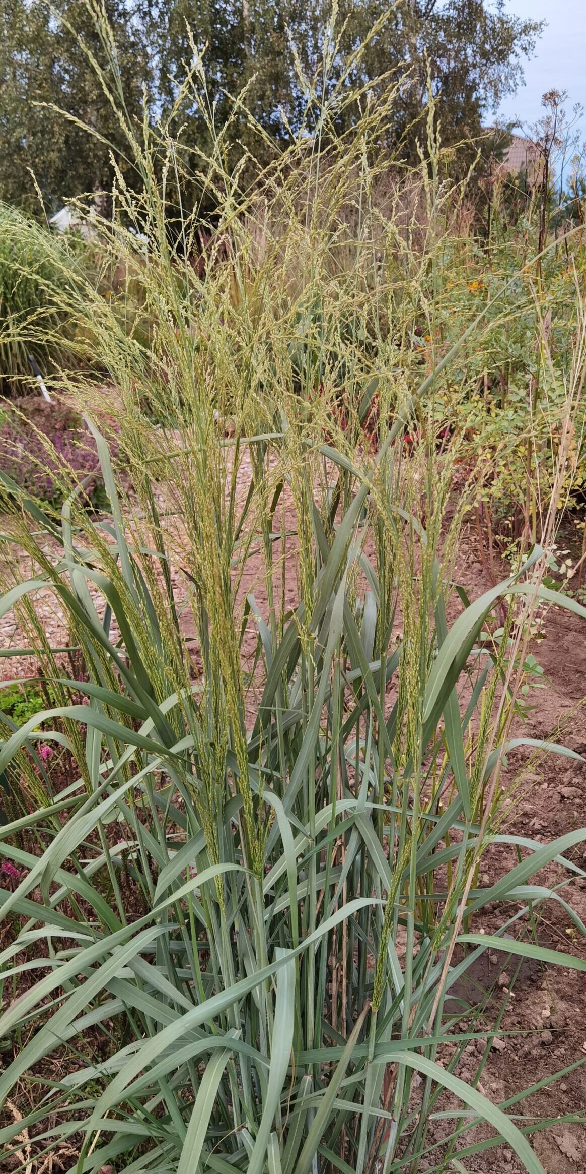 Panicum amarum 'Dewey Blue' - Gėlių Dvarelis
