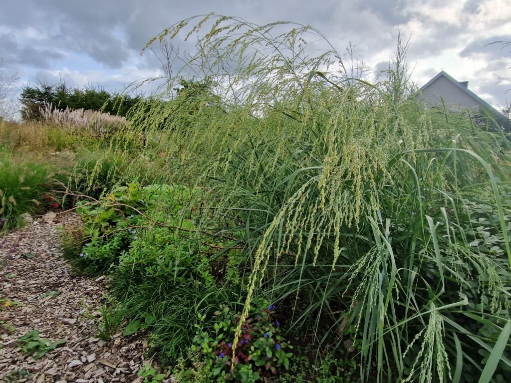 Panicum amarum 'Dewey Blue' - Gėlių Dvarelis