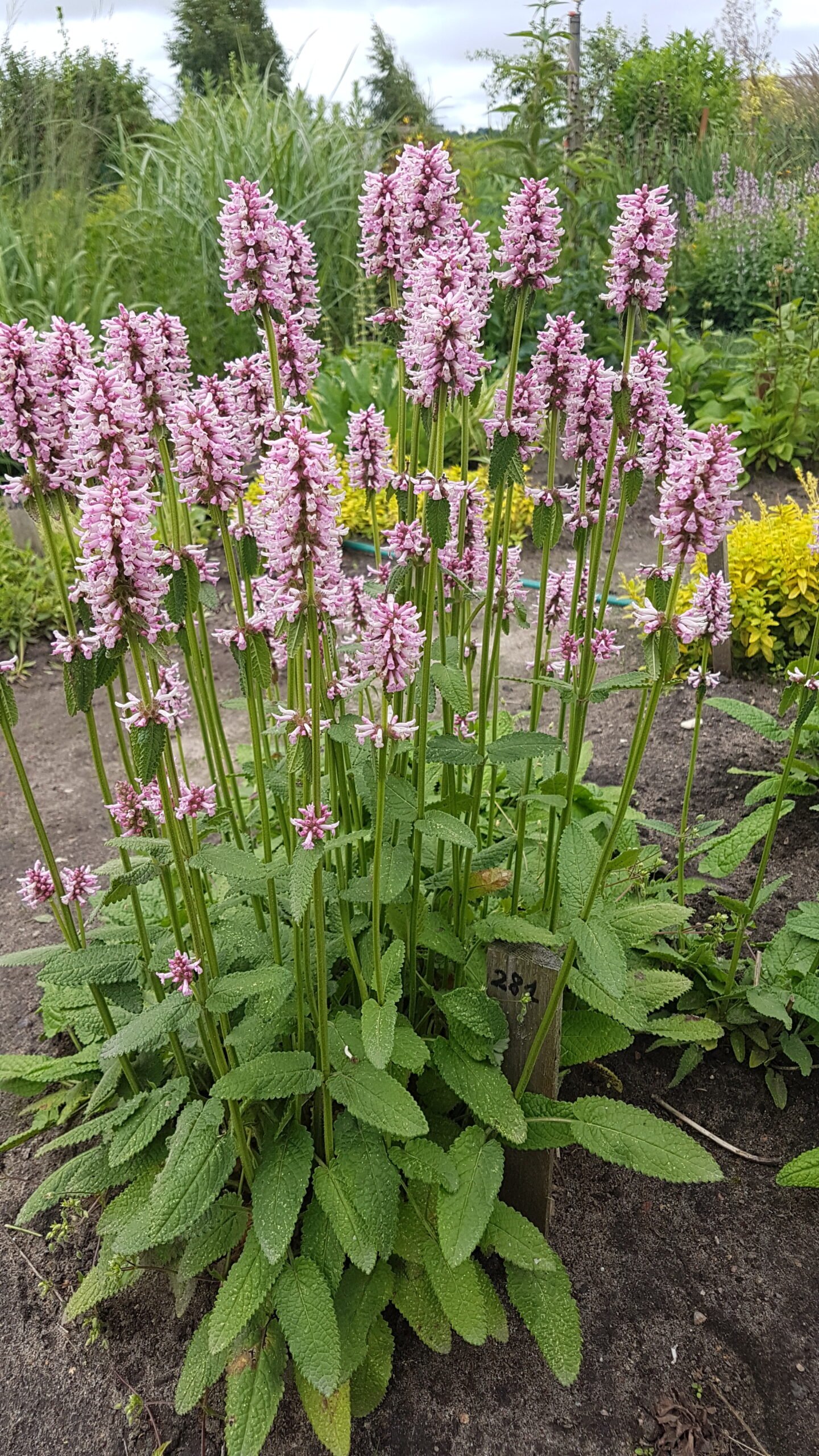 Stachys monnieri 'Rosea' - Gėlių Dvarelis