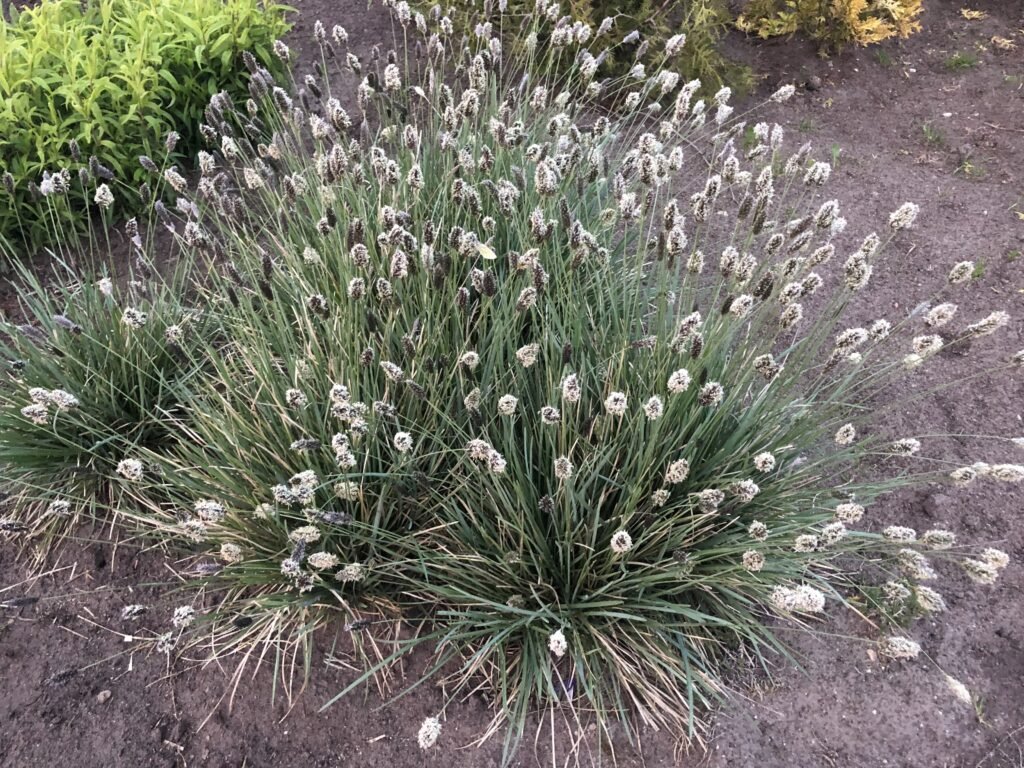 Sesleria nitida - Gėlių Dvarelis