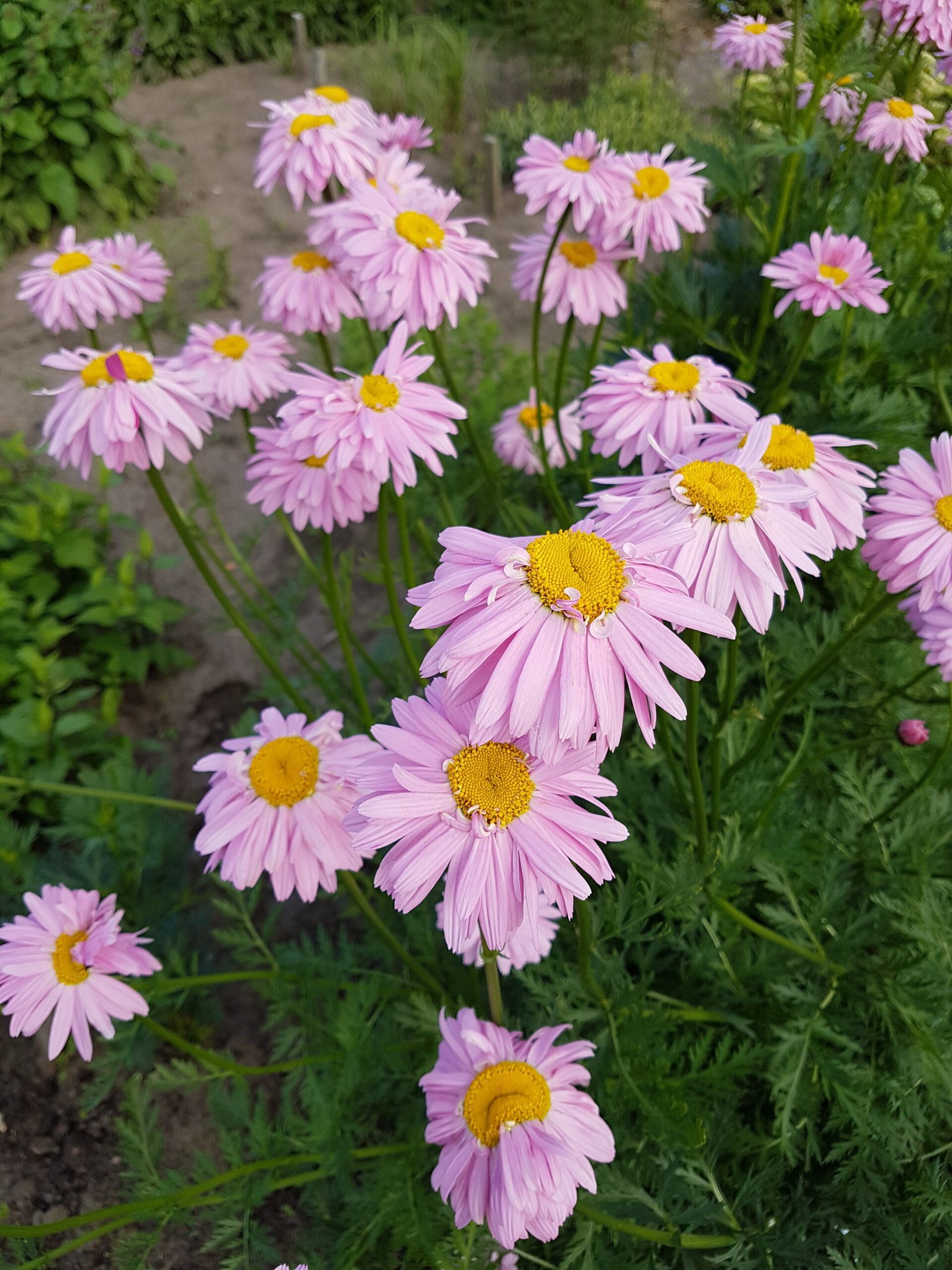 Pyrethrum 'Robinson's Giant' - Gėlių Dvarelis