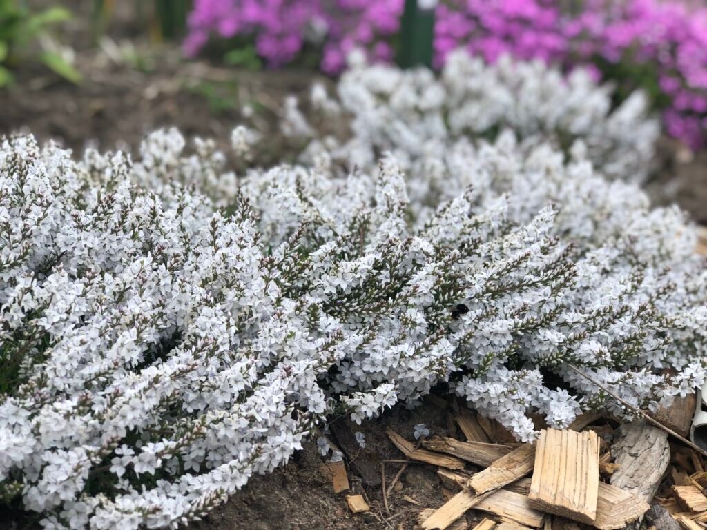 Veronica prostrata 'Alba' - Gėlių Dvarelis