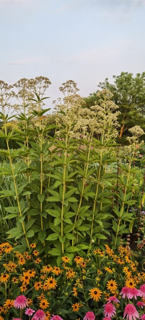 Eupatorium maculatum 'Album' - Gėlių Dvarelis