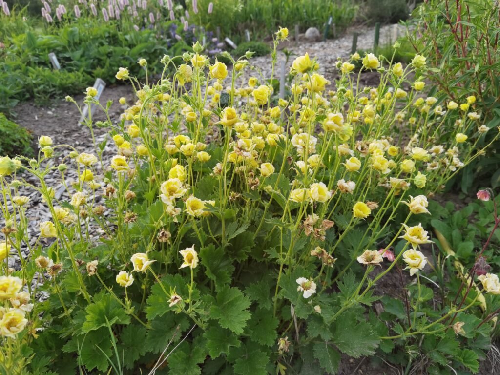 Geum 'Gimlet' - Gėlių Dvarelis
