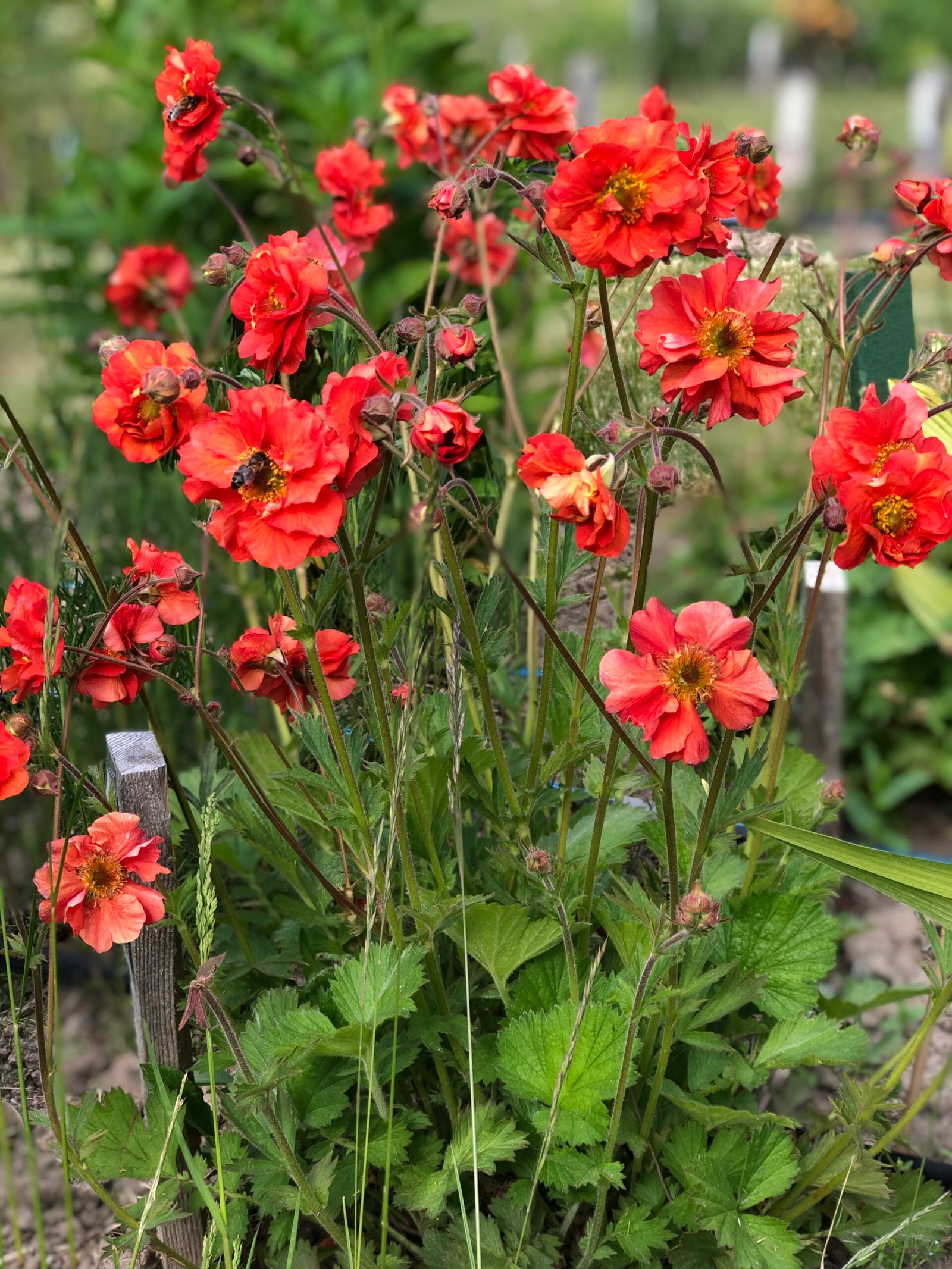 Geum 'Scarlet Tempest' - Gėlių Dvarelis