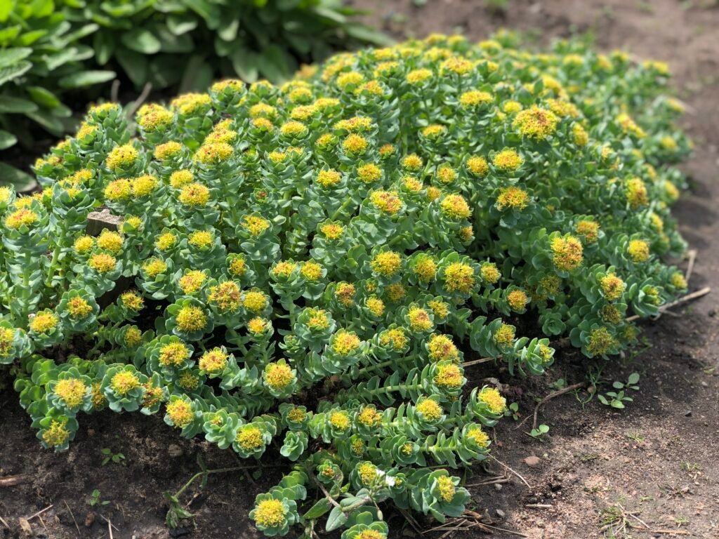 Rhodiola rosea - Gėlių Dvarelis