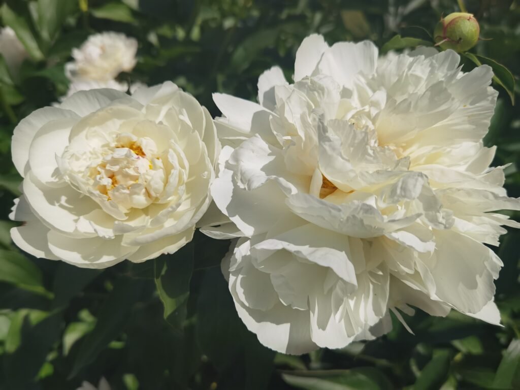 Paeonia lactiflora 'Kelway's Glorious' - Gėlių Dvarelis