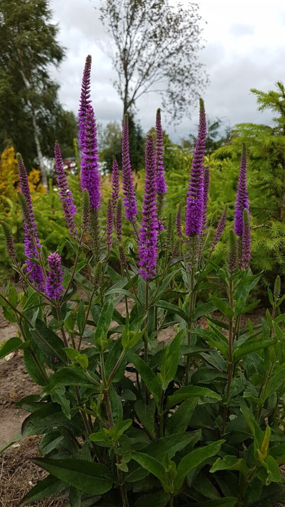 Veronica 'Atomic Red Ray' - Gėlių Dvarelis
