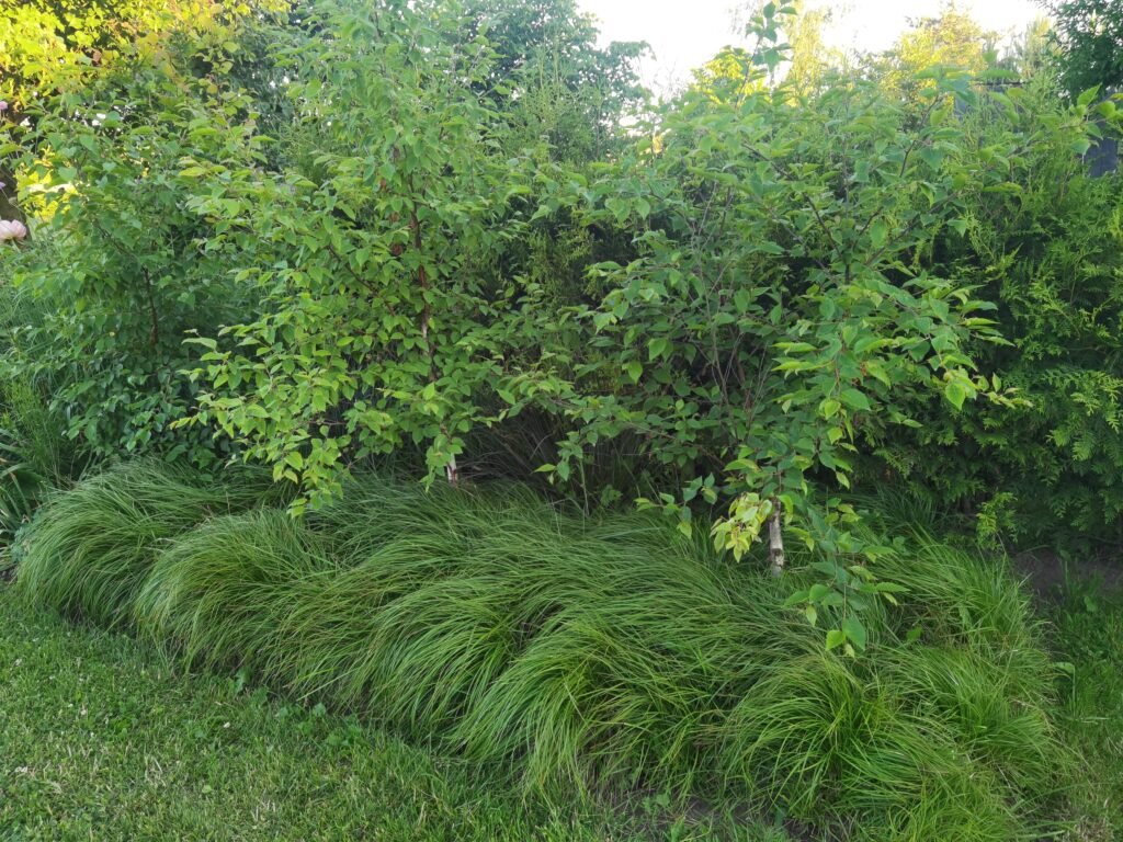 Viksvos - Gėlių Dvarelis