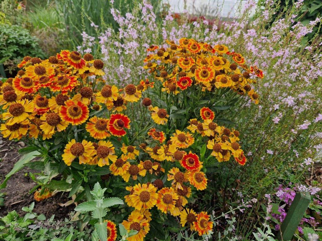 Helenium ‘Mariachi Fuego’ - Gėlių Dvarelis