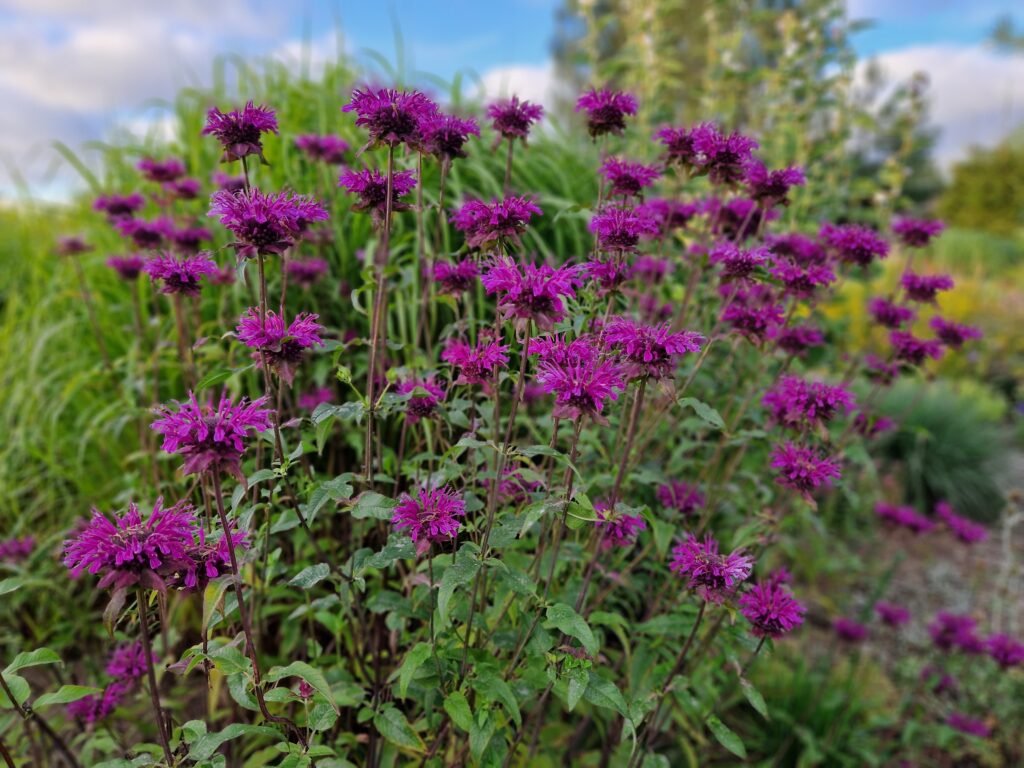 Monarda 'Scorpion' - Gėlių Dvarelis