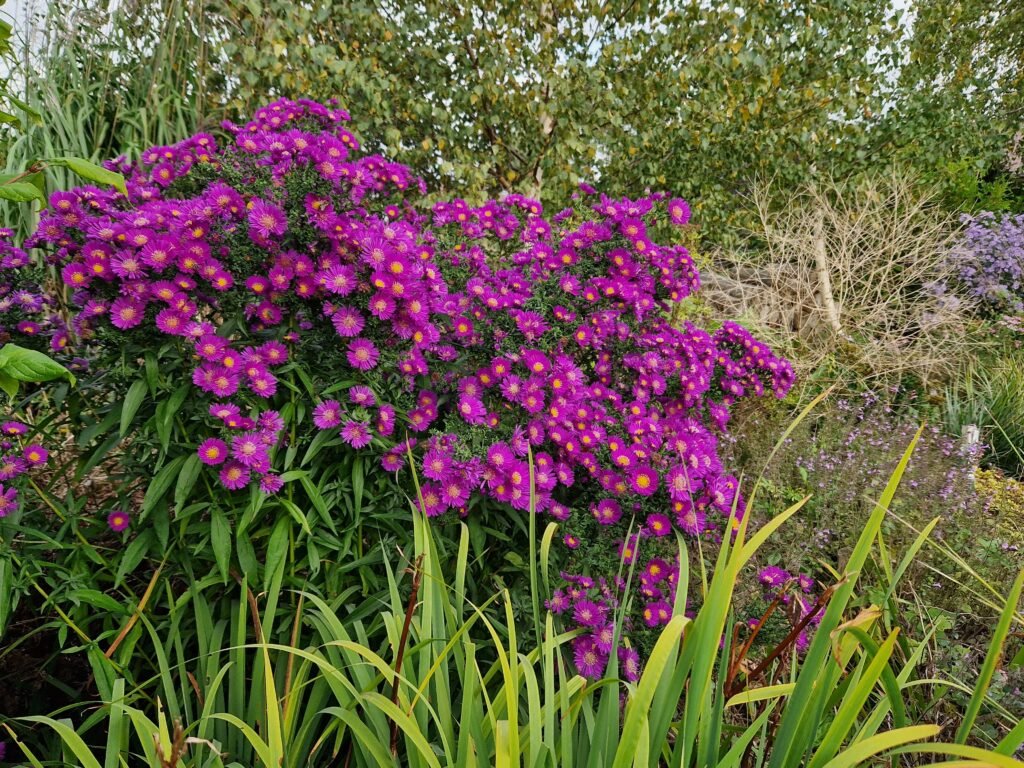 Aster b.p.(1) - Gėlių Dvarelis