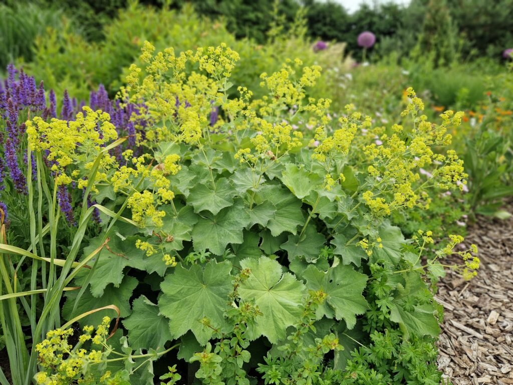Alchemilla molis 'Thriller' - Gėlių Dvarelis